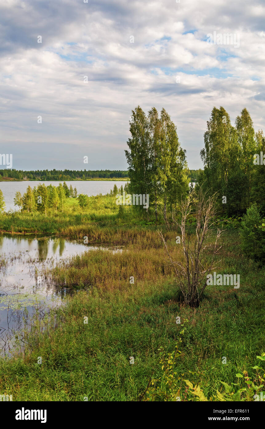 Summer lake, cane and birches Stock Photo - Alamy