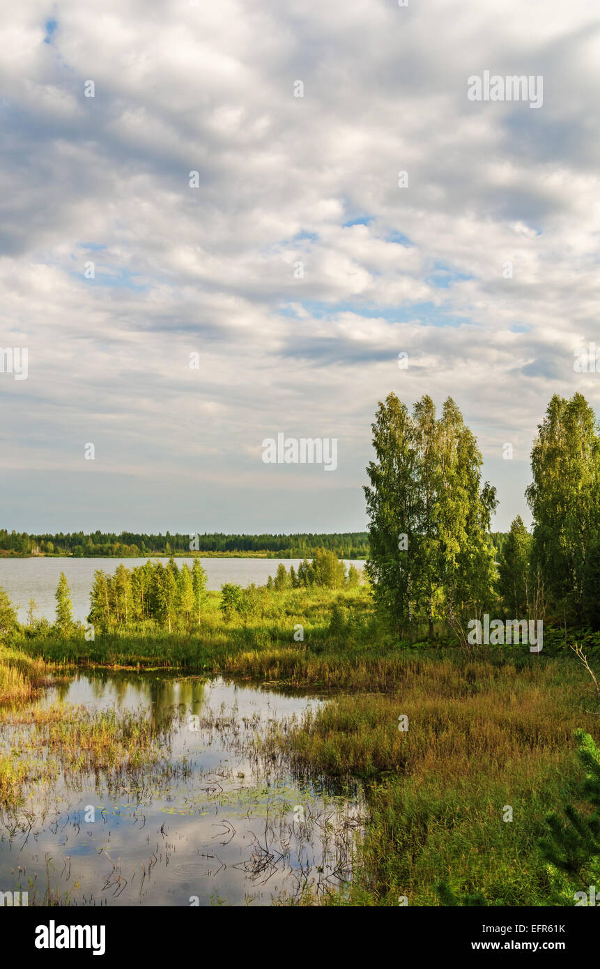 Summer lake, cane and birches Stock Photo - Alamy