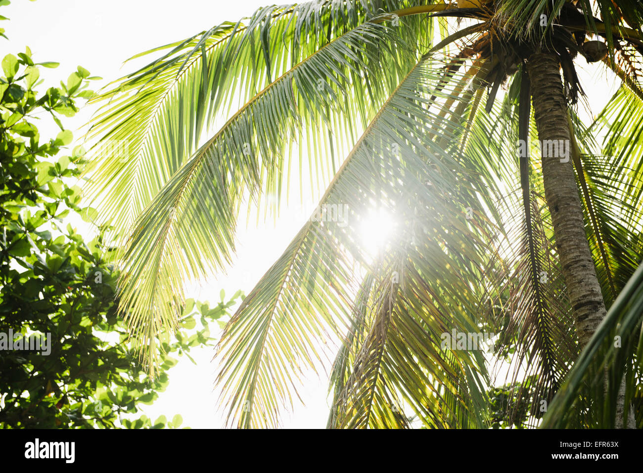 Palm trees in the philippines hi-res stock photography and images - Alamy