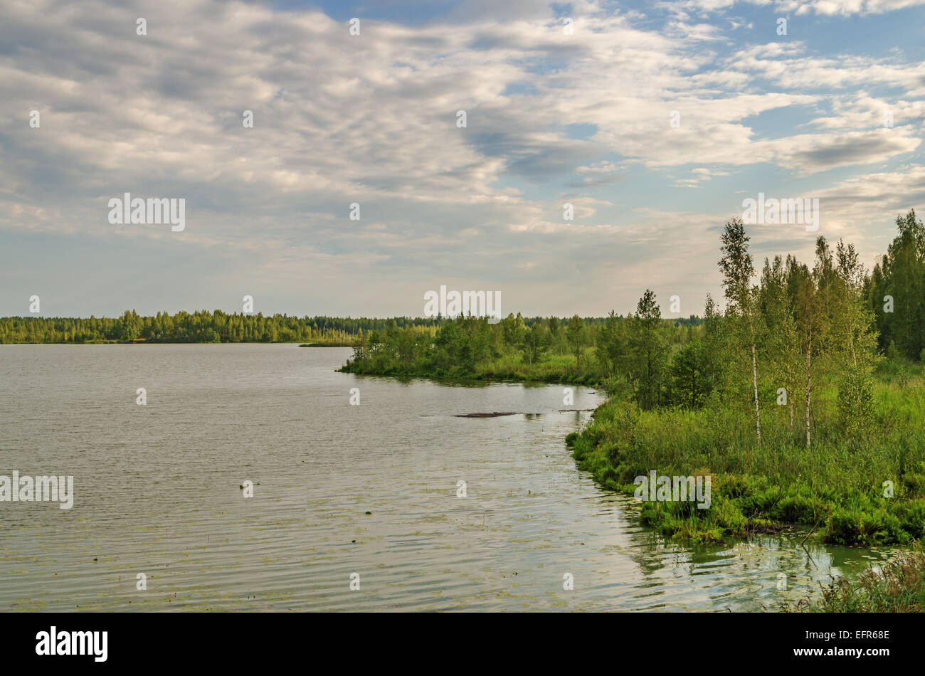 Summer boggy lake, cane, cloudscape panorama Stock Photo - Alamy
