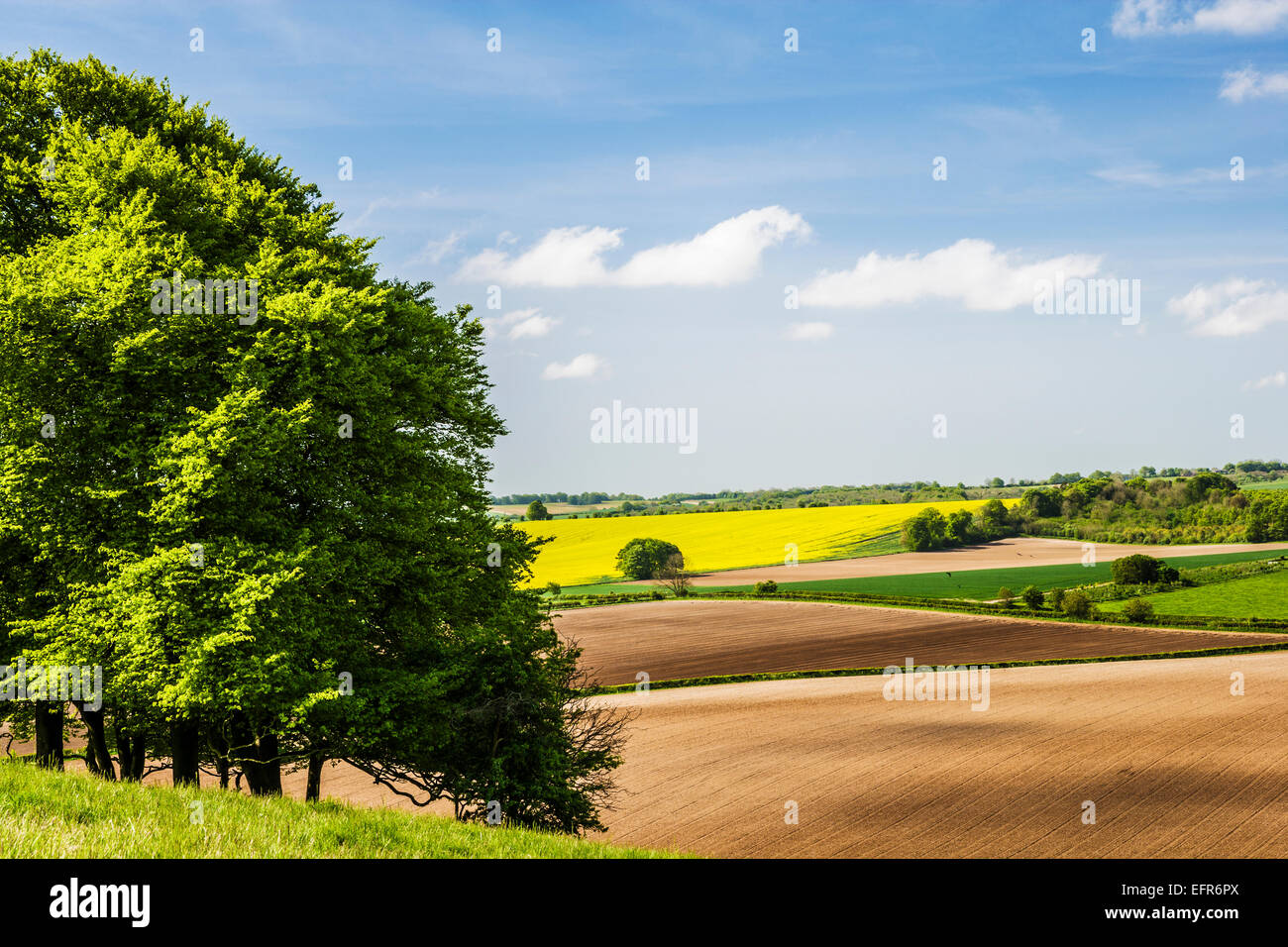 View over farmland and rolling countryside with fields of rape in ...