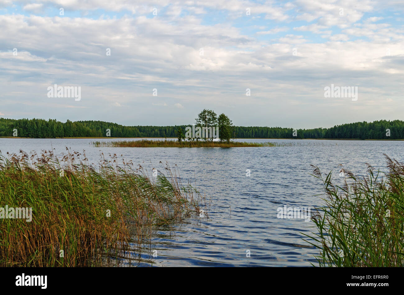 Summer lake, cane, cloudscape panorama Stock Photo - Alamy