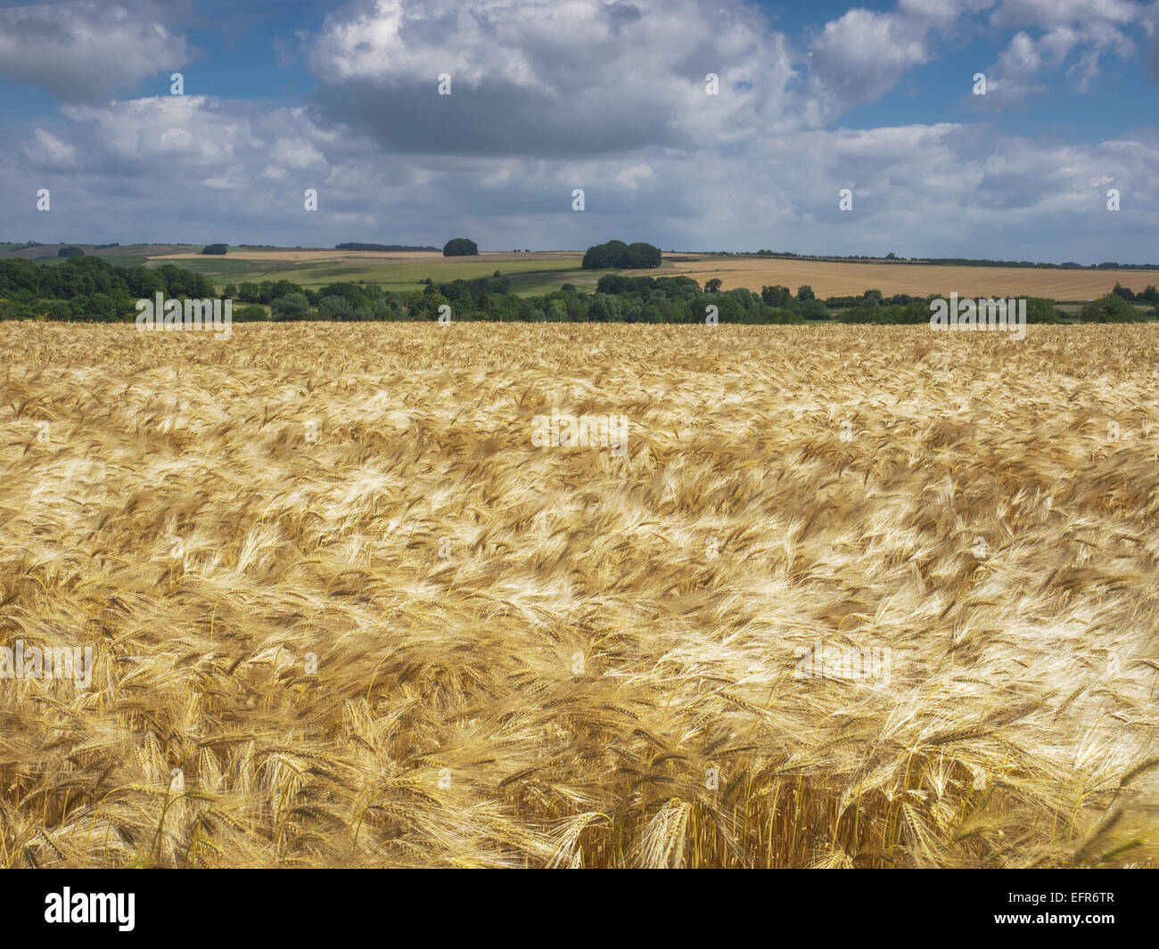 Barley fields hi-res stock photography and images - Alamy