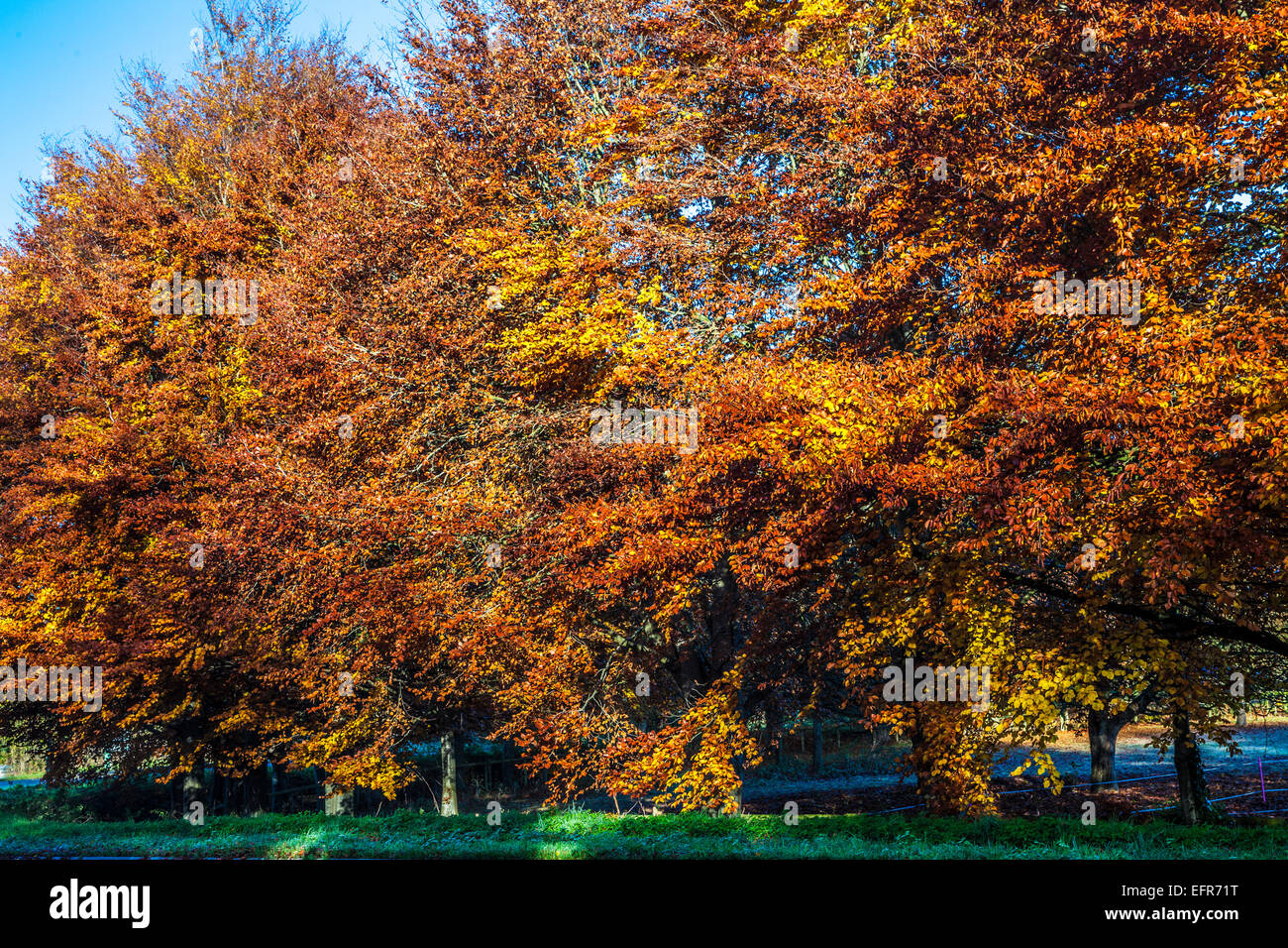 Autumn trees uk hi-res stock photography and images - Alamy