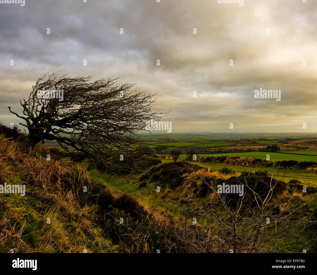 Wind blown landscape at Castle-An-Dinas, North Cornwall Stock Photo - Alamy