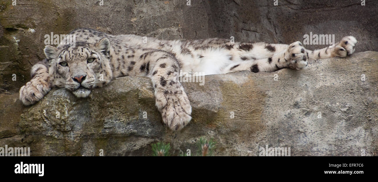 resting snow leopard Stock Photo - Alamy