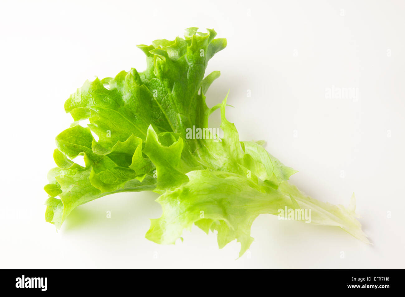 Single Green Multileaf Lettuce Leaf on a White Background Stock Photo ...