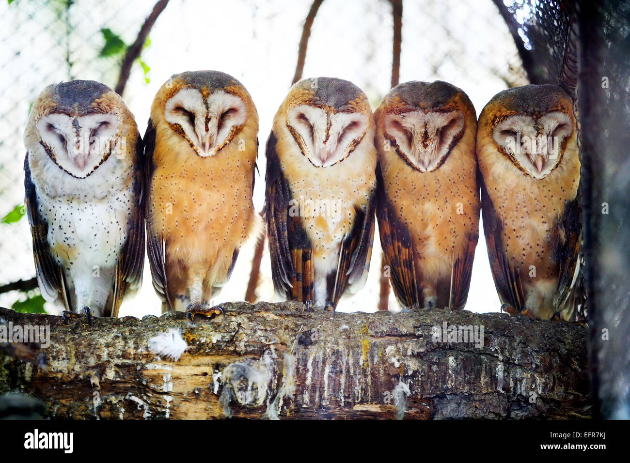 A front view of five barn owls with characteristic heart shaped faces standing on a tree branch ...