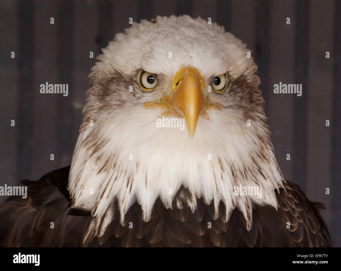 Big eagle photo hi-res stock photography and images - Alamy