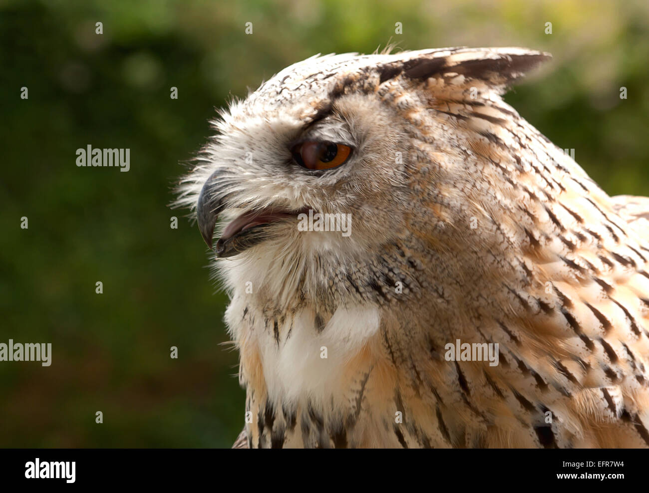 photo of an alert eagle owl Stock Photo - Alamy