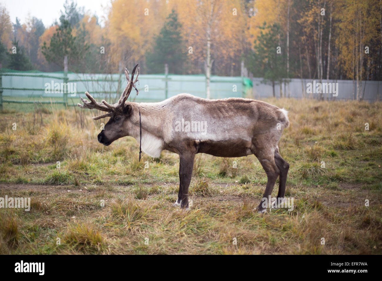 Reindeer in grass paddock hi-res stock photography and images - Alamy