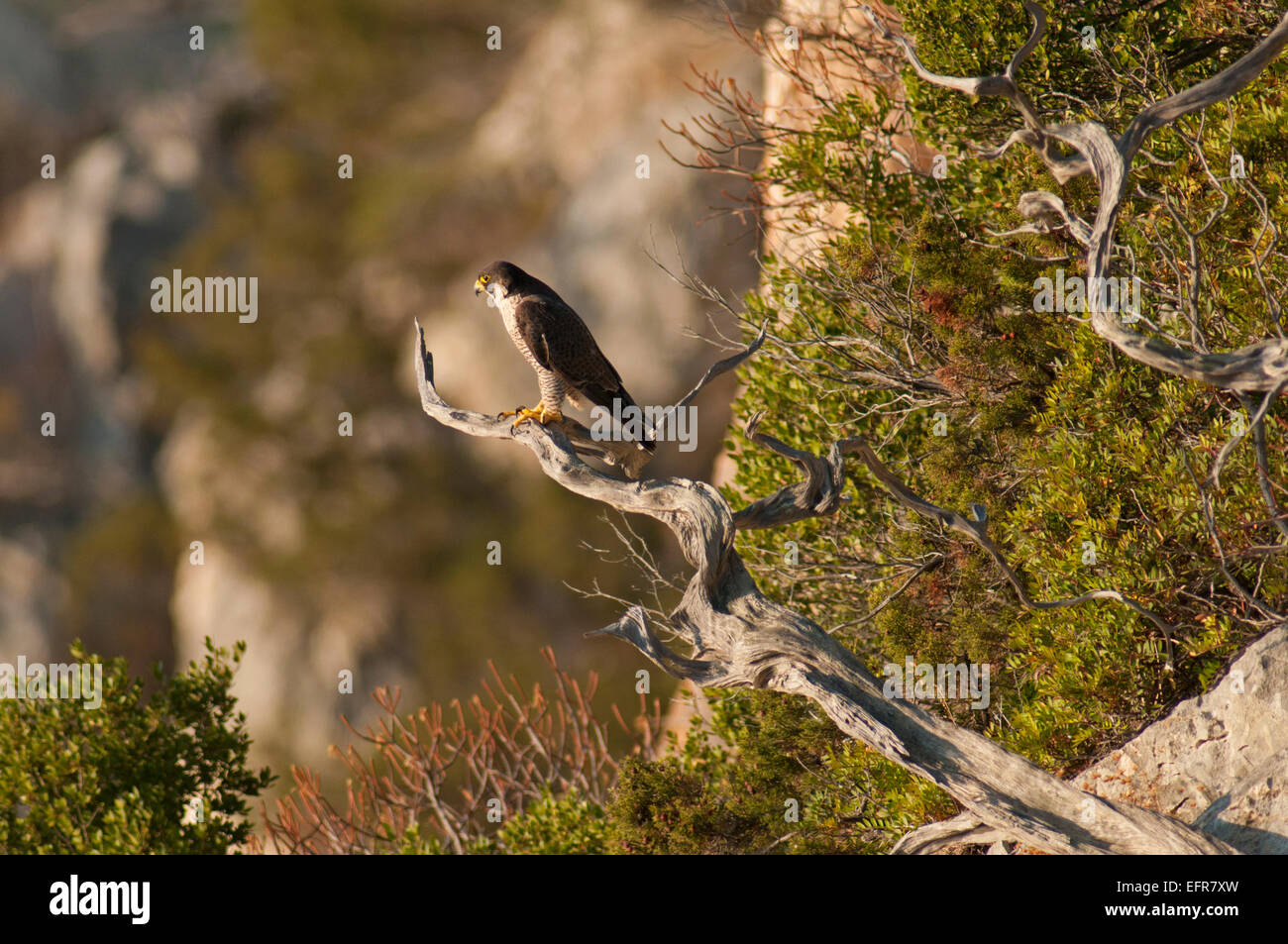 Peregrine Falcon on Juniper tree as perch in the Supramonte mountains ...
