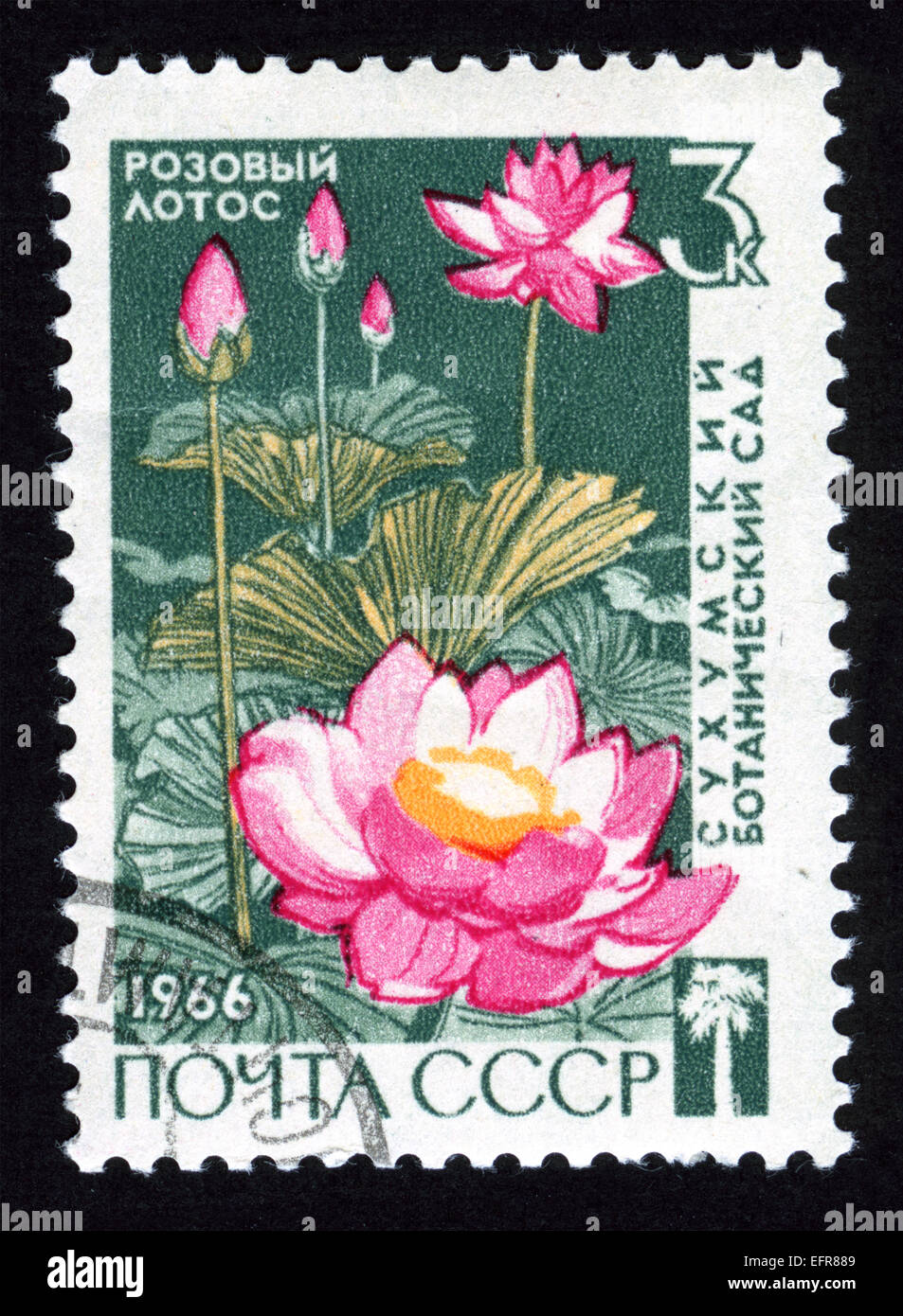 Vintage lotus flower illustrations hi-res stock photography and images ...