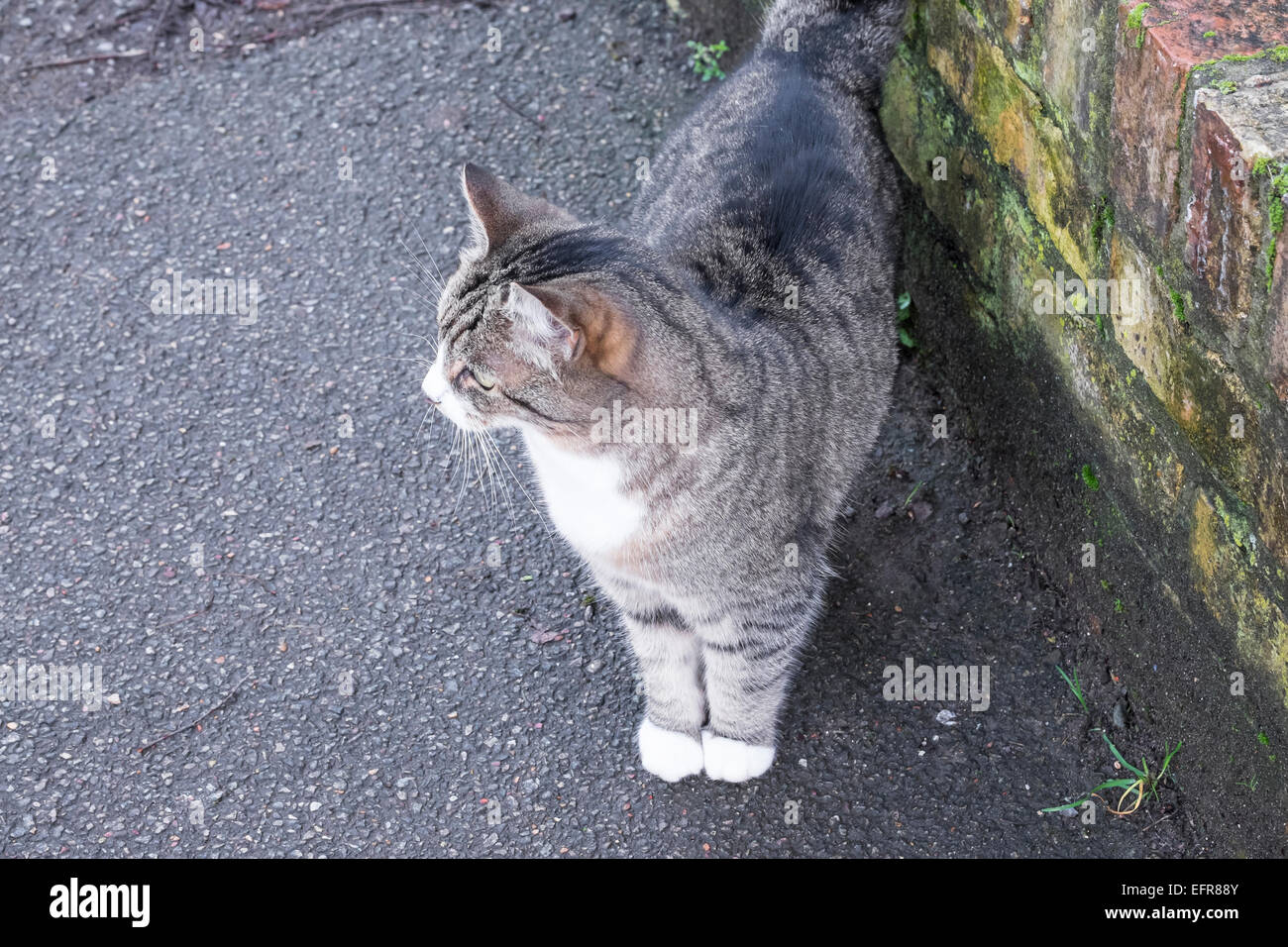 Domestic tabby cat Stock Photo - Alamy