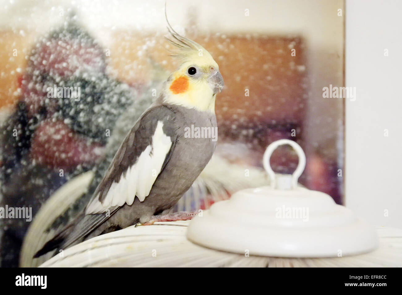 A side view of a cockatiel parrot standing on the bird cage Stock Photo ...