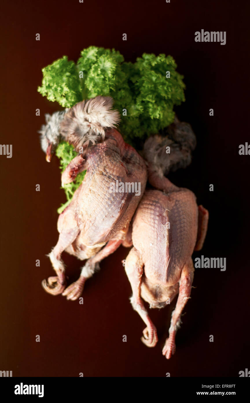 Plucking chickens hi-res stock photography and images - Alamy