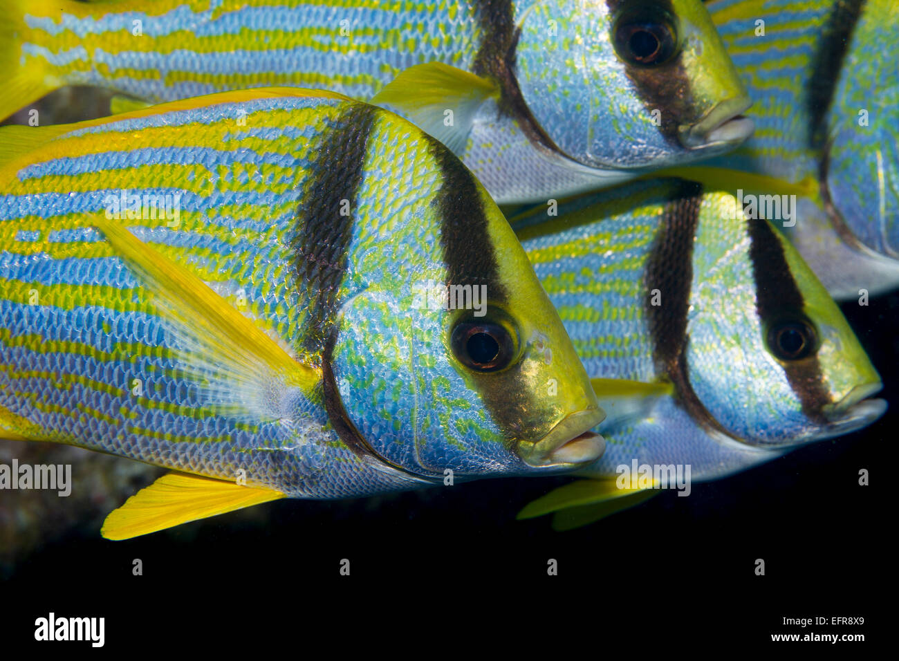 Small group of Porkfish Stock Photo - Alamy