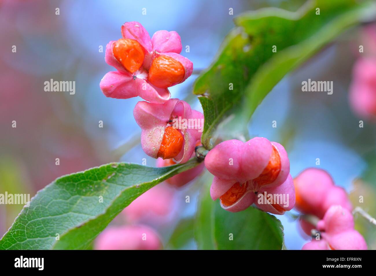 European Spindle - Common Spindle (Euonymus europaeus) in fruit in ...
