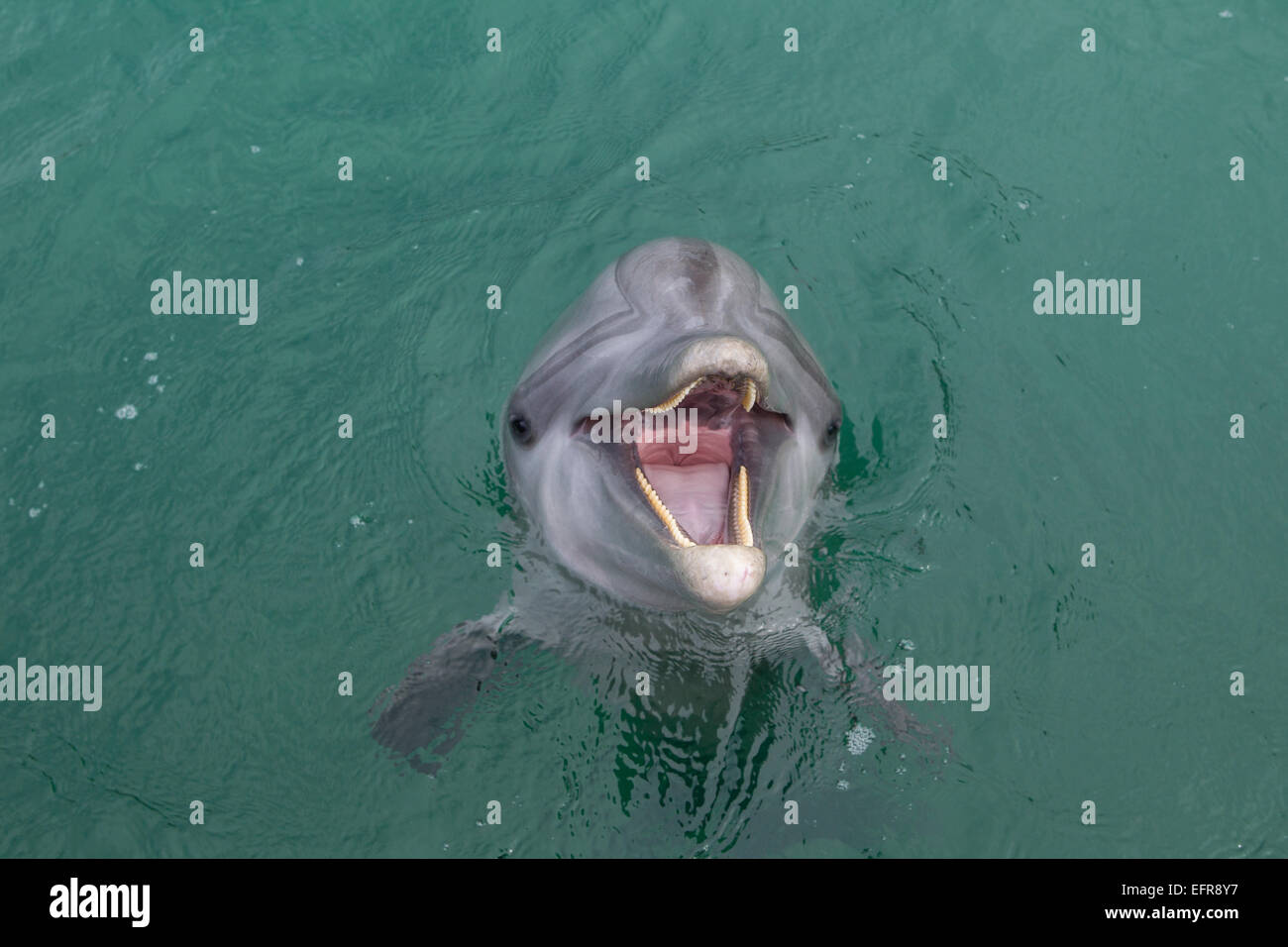 Dolphin group surface hi-res stock photography and images - Alamy