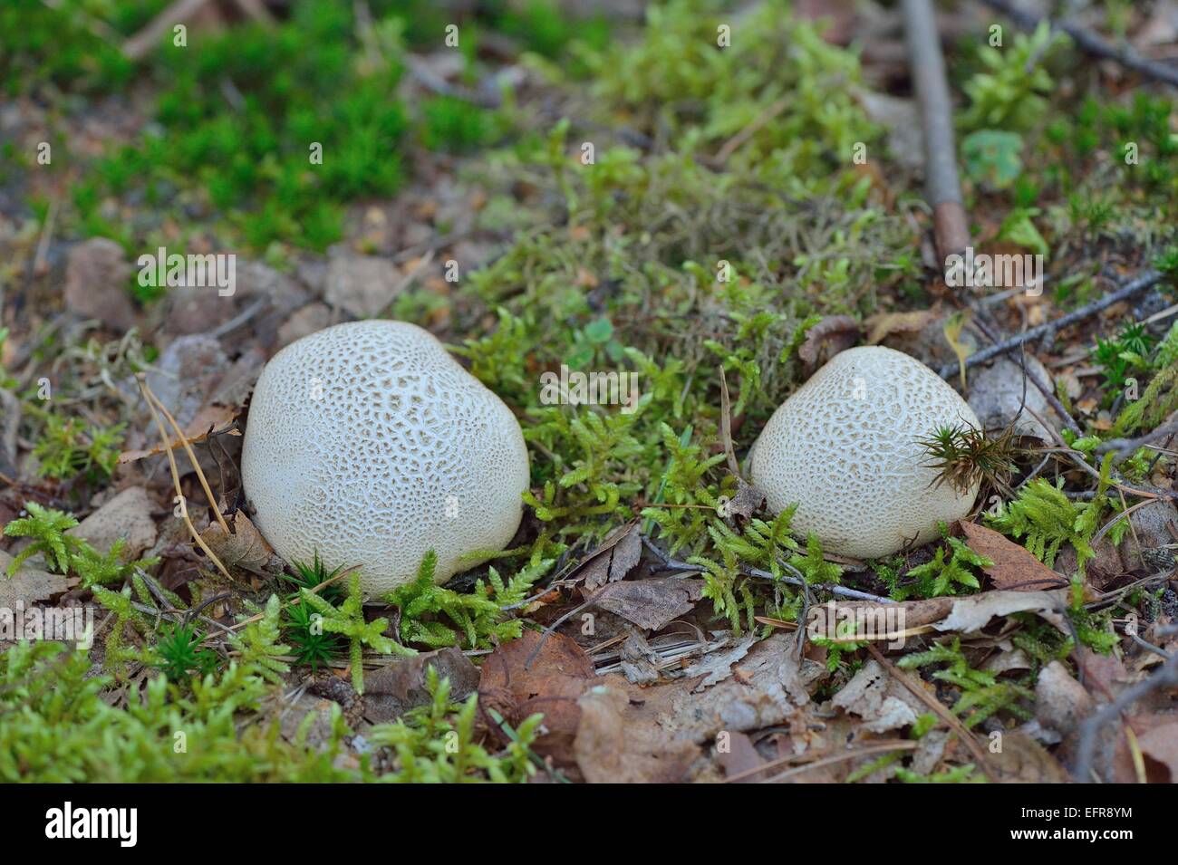 Common Earthball - Pigskin Poison Puffball (Scleroderma citrinum ...