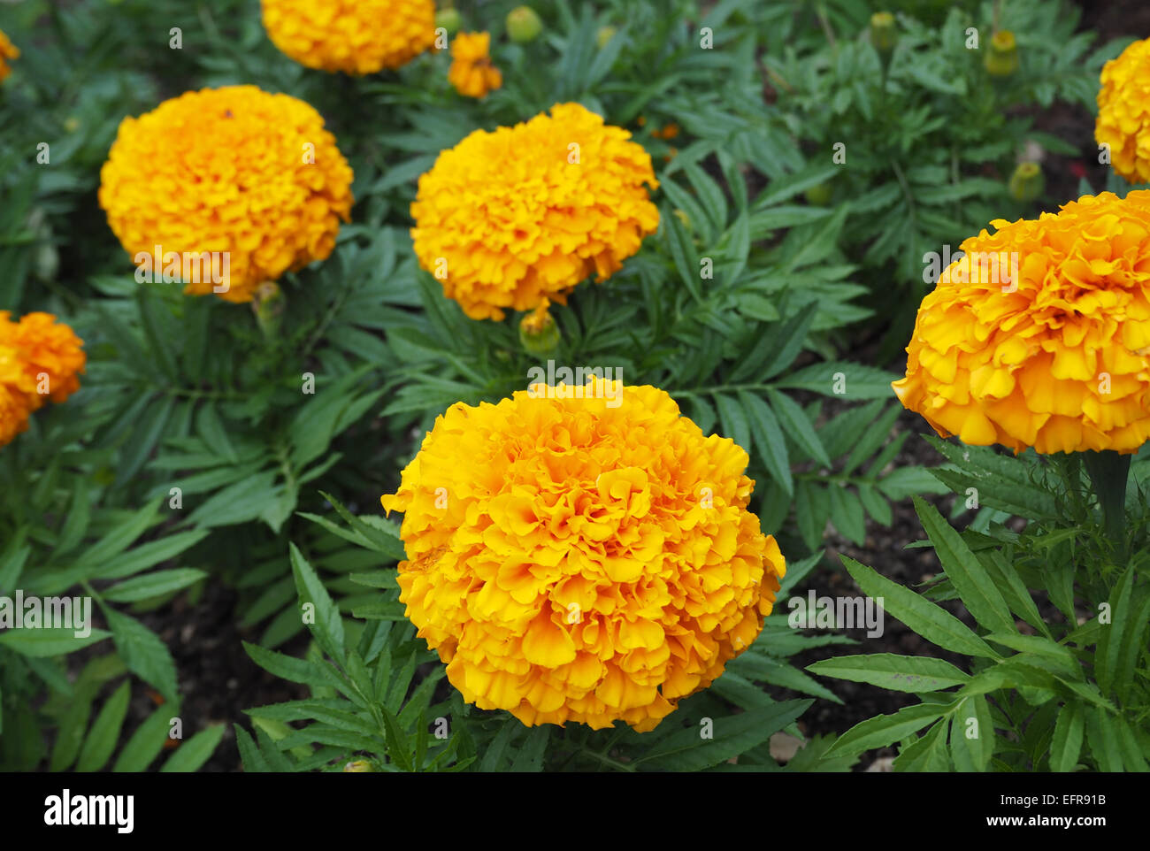 Pompon ball hi-res stock photography and images - Alamy