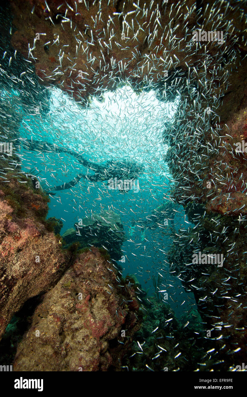 Large school of Glass minnows Stock Photo - Alamy