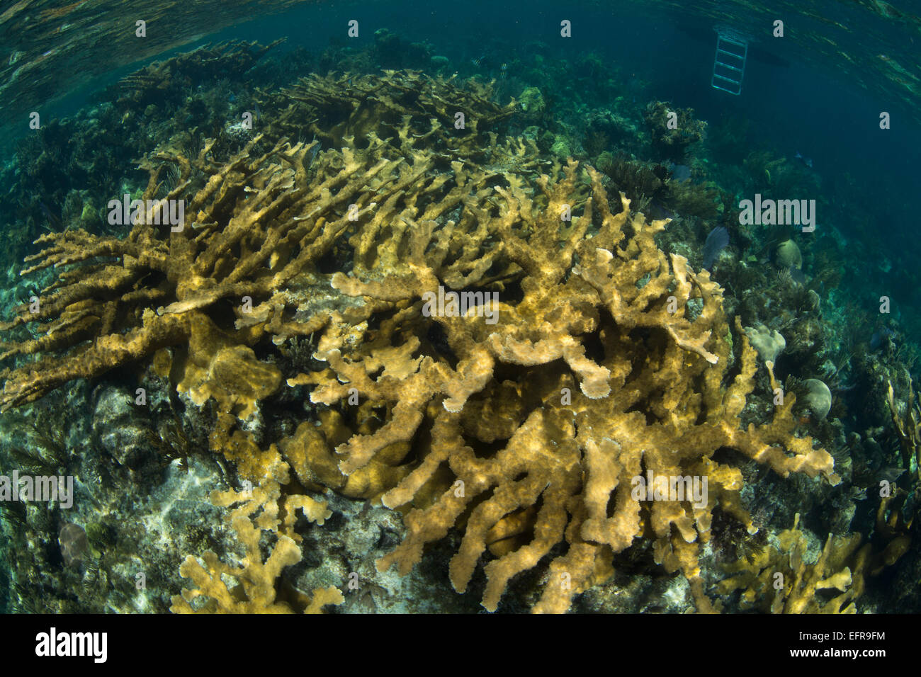 Field underwater hi-res stock photography and images - Alamy