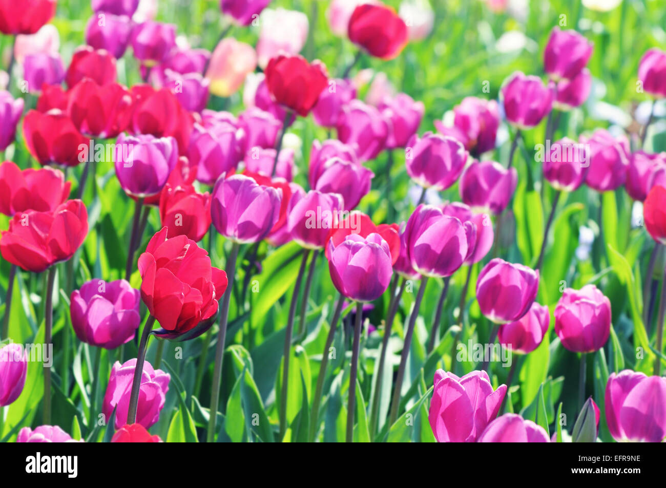 pink tulips in flowerbed. cross-processed image Stock Photo - Alamy