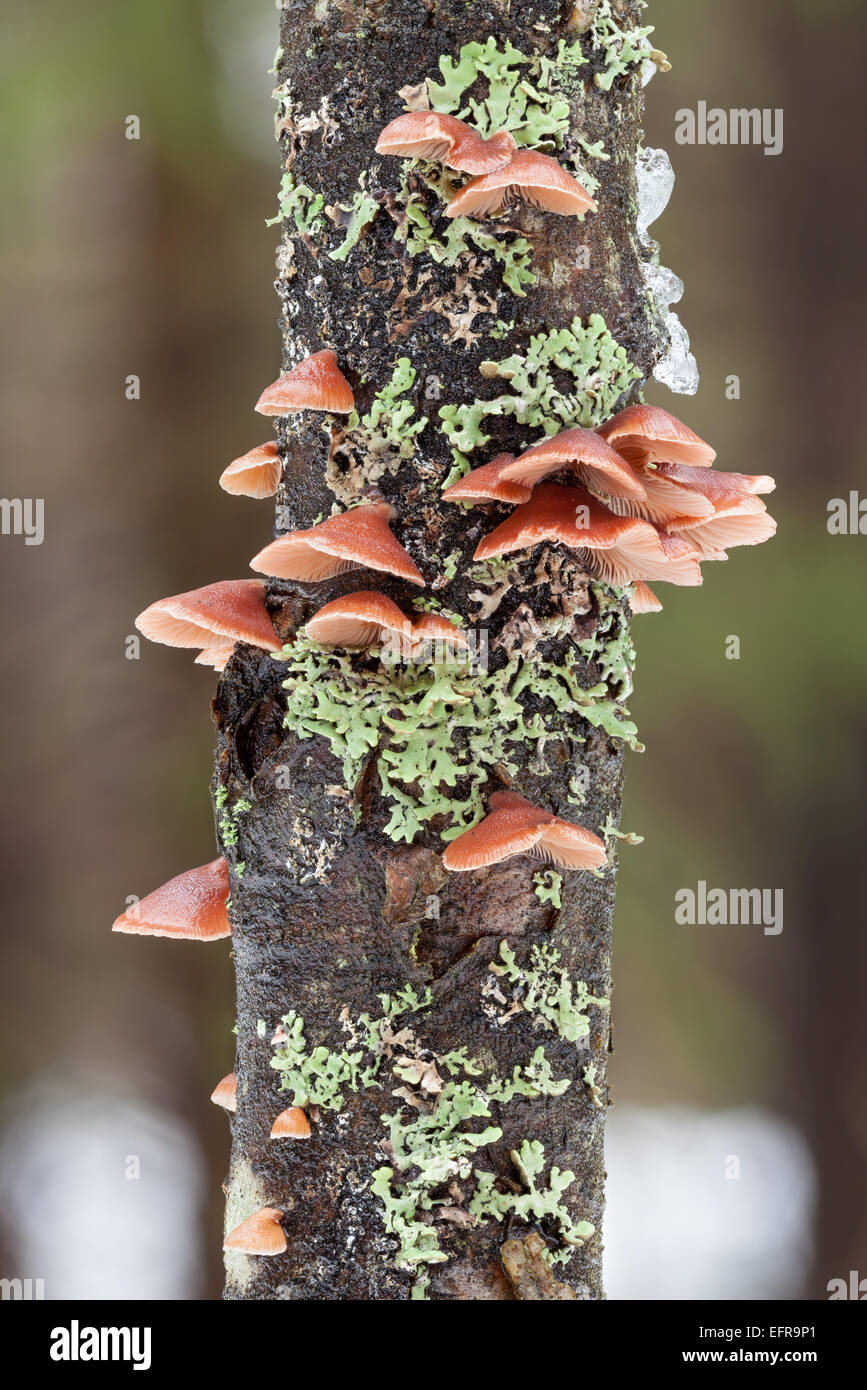 Winter oysterling fungus Stock Photo - Alamy