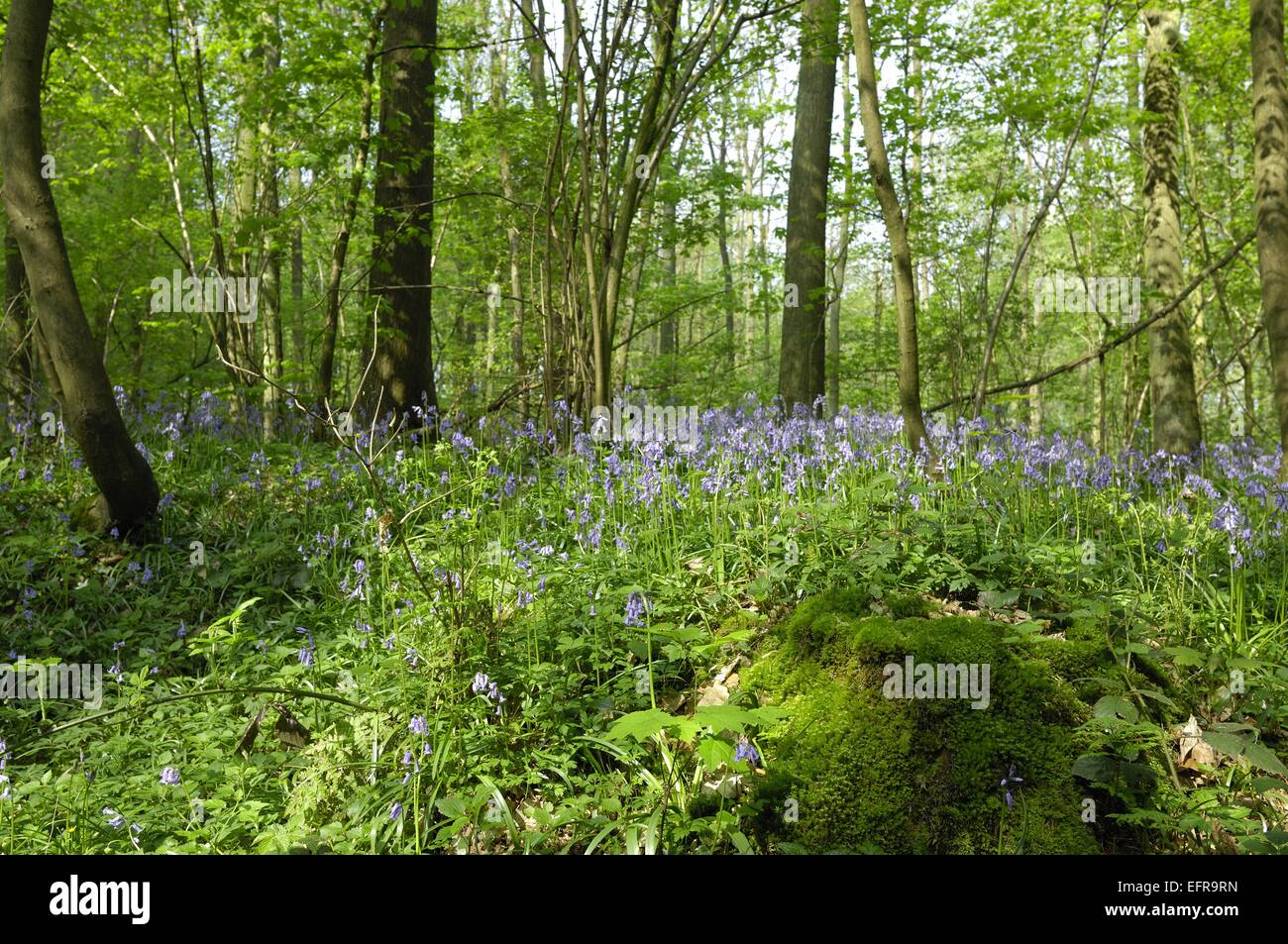 Common bluebell - Wild hyacinth - Wood hyacinth (Endymion non-scriptus ...
