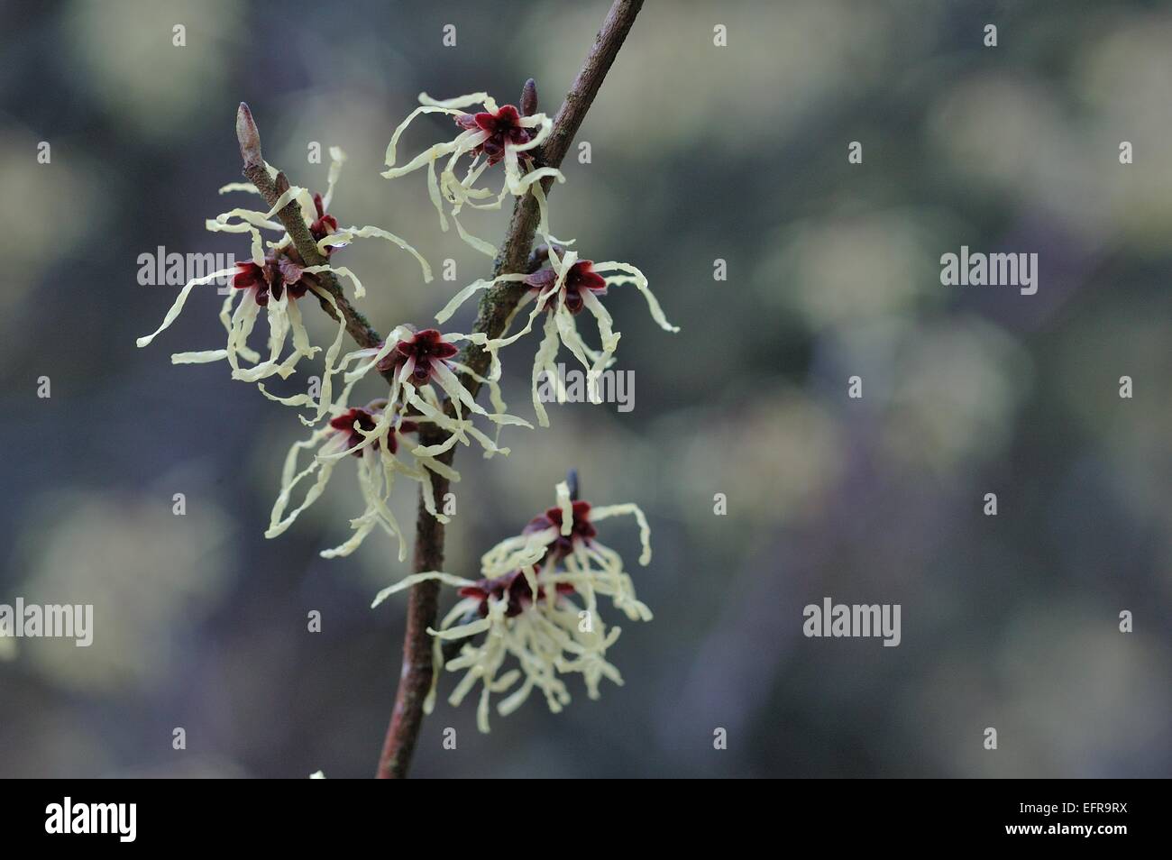 Common Witch-hazel - American Witch-hazel (Hamamelis virginiana ...