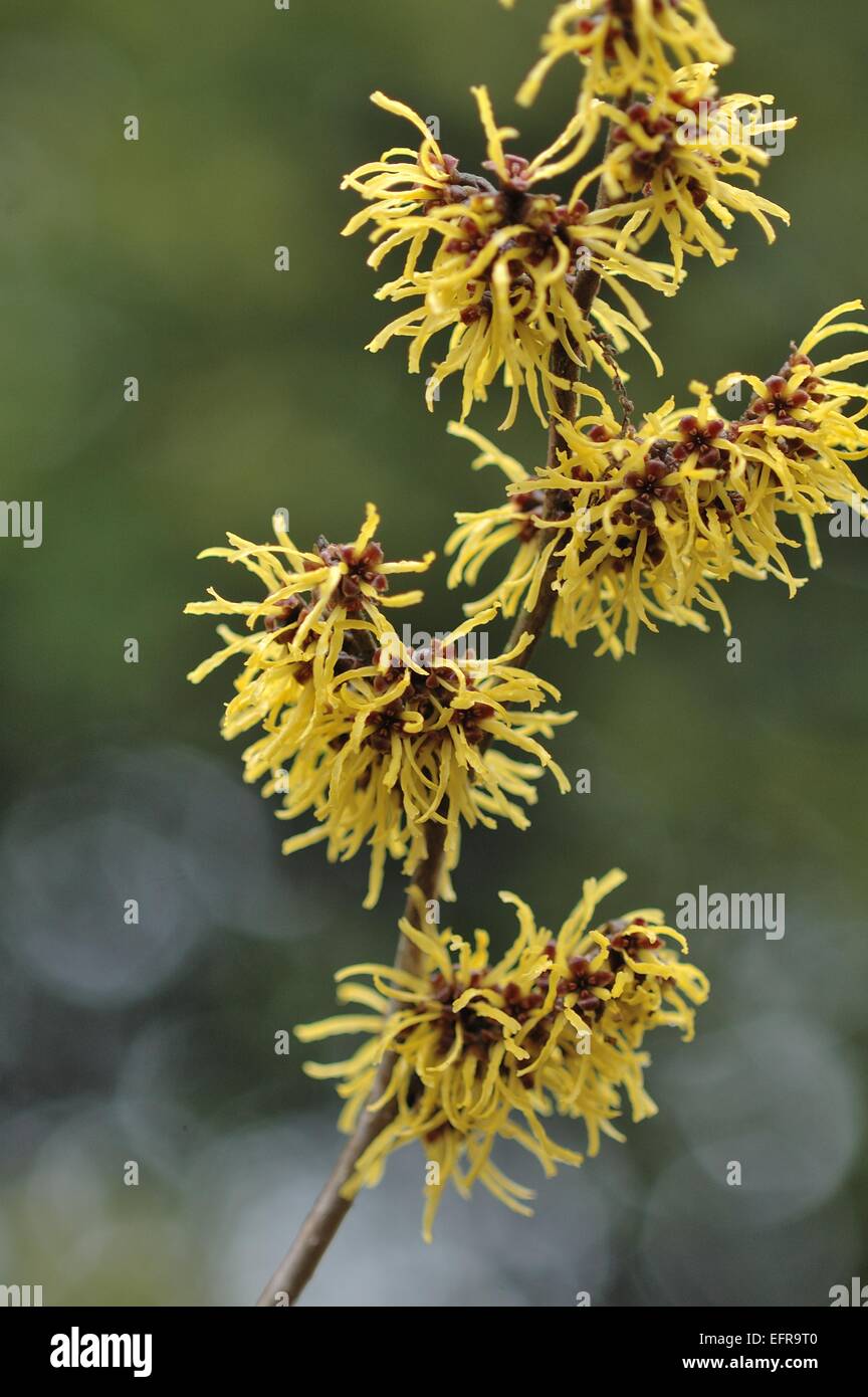 Common Witch-hazel - American Witch-hazel (Hamamelis virginiana ...