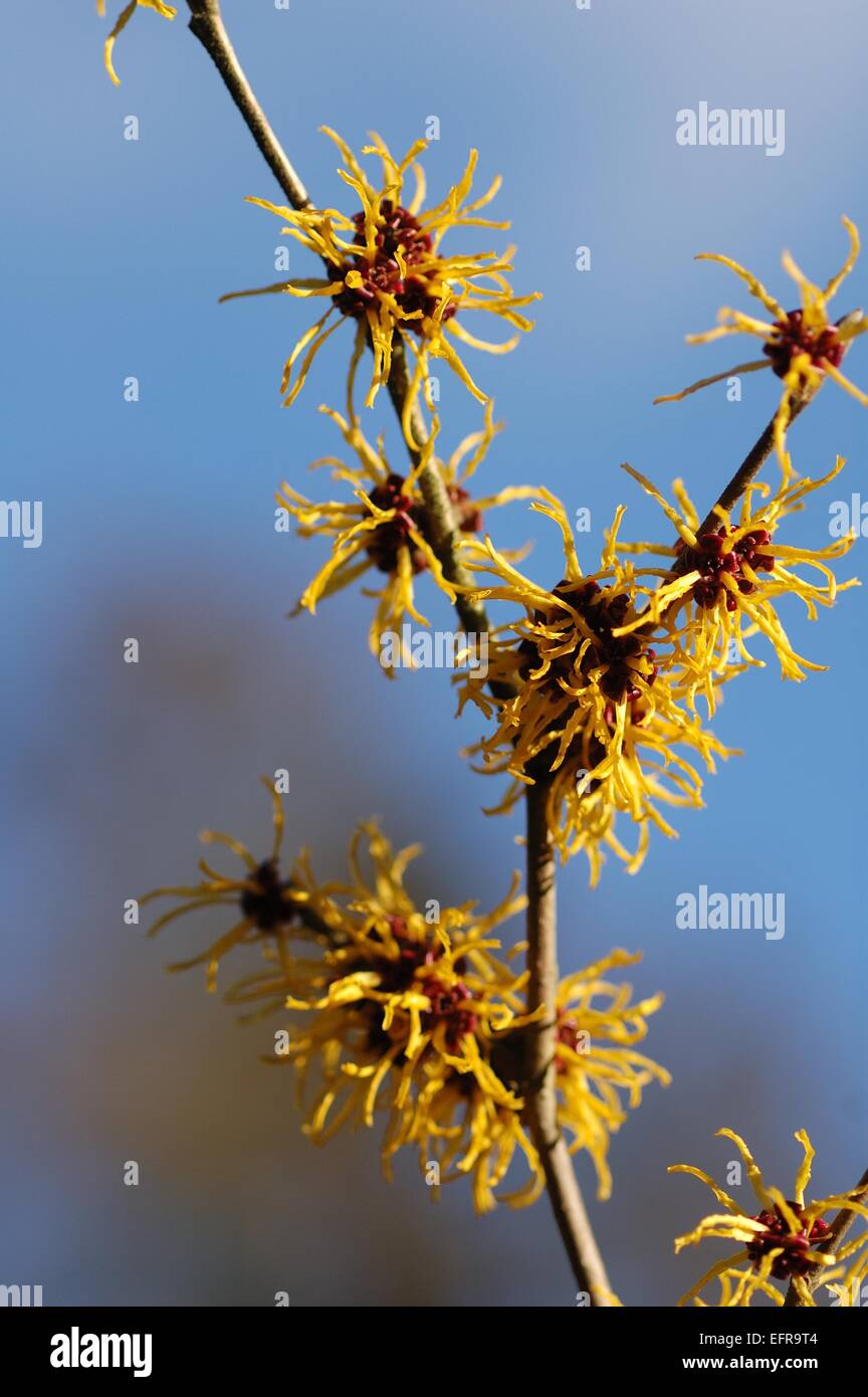 North american native witch hazel hi-res stock photography and images ...