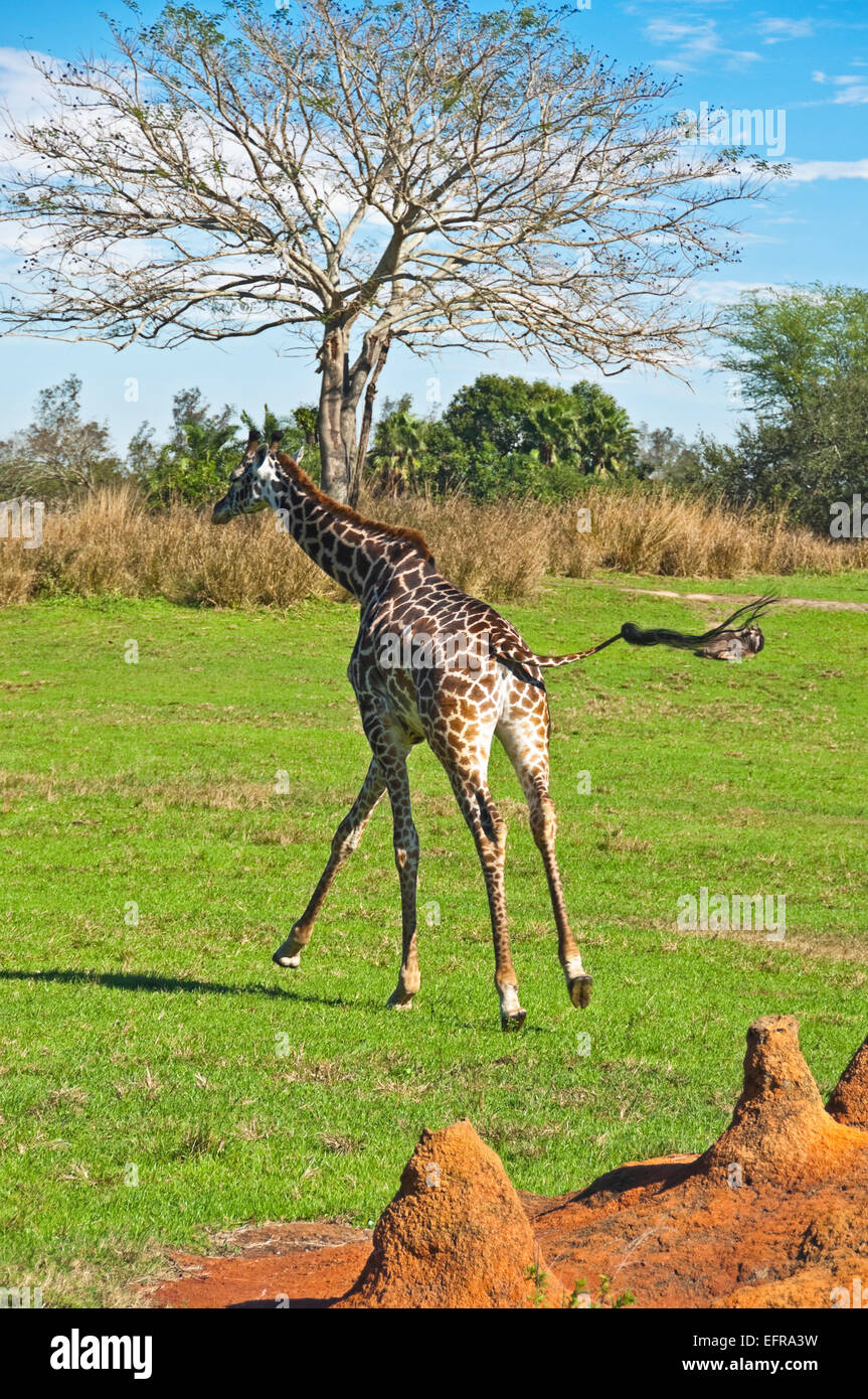 Vertical view of a Rothschild's giraffe (Giraffa camelopardalis ...