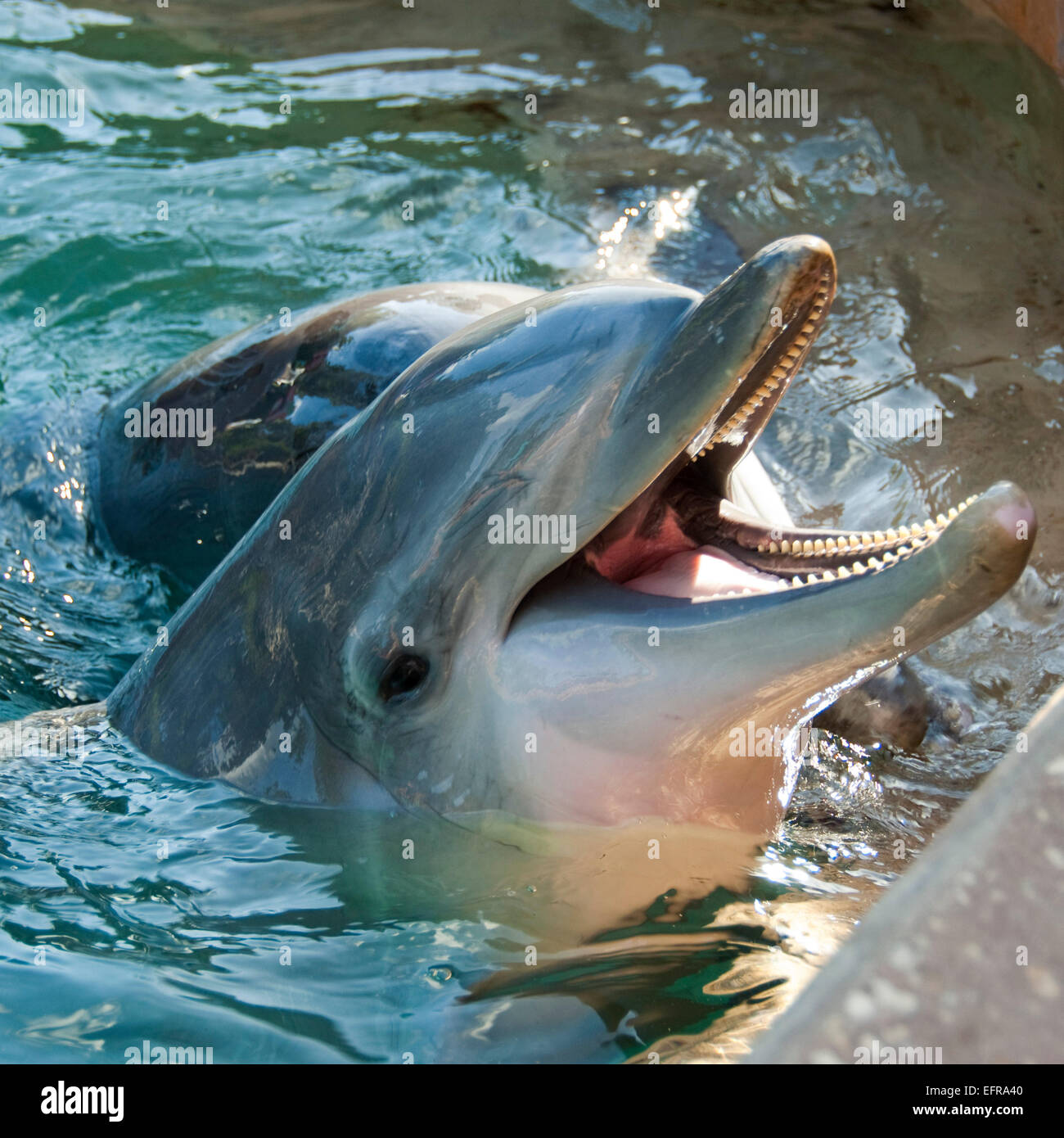 Dolphin eye close up hi-res stock photography and images - Alamy