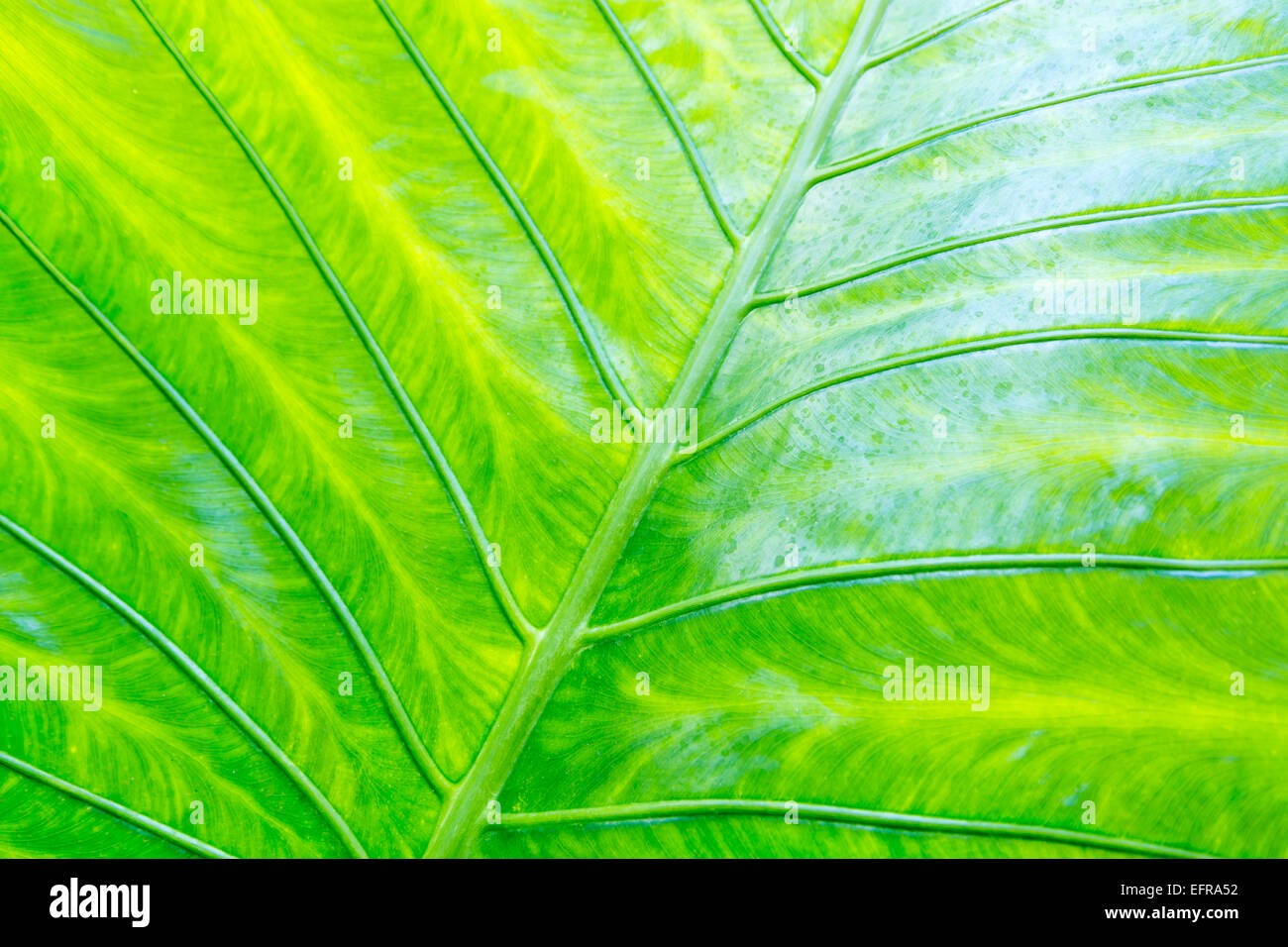 One green leaf structure background Stock Photo - Alamy