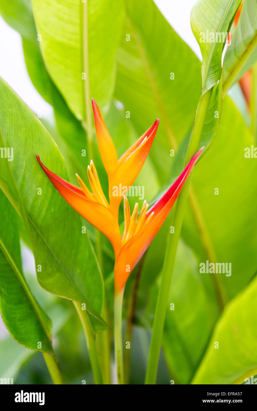 Heliconia flower with green leaves Stock Photo - Alamy