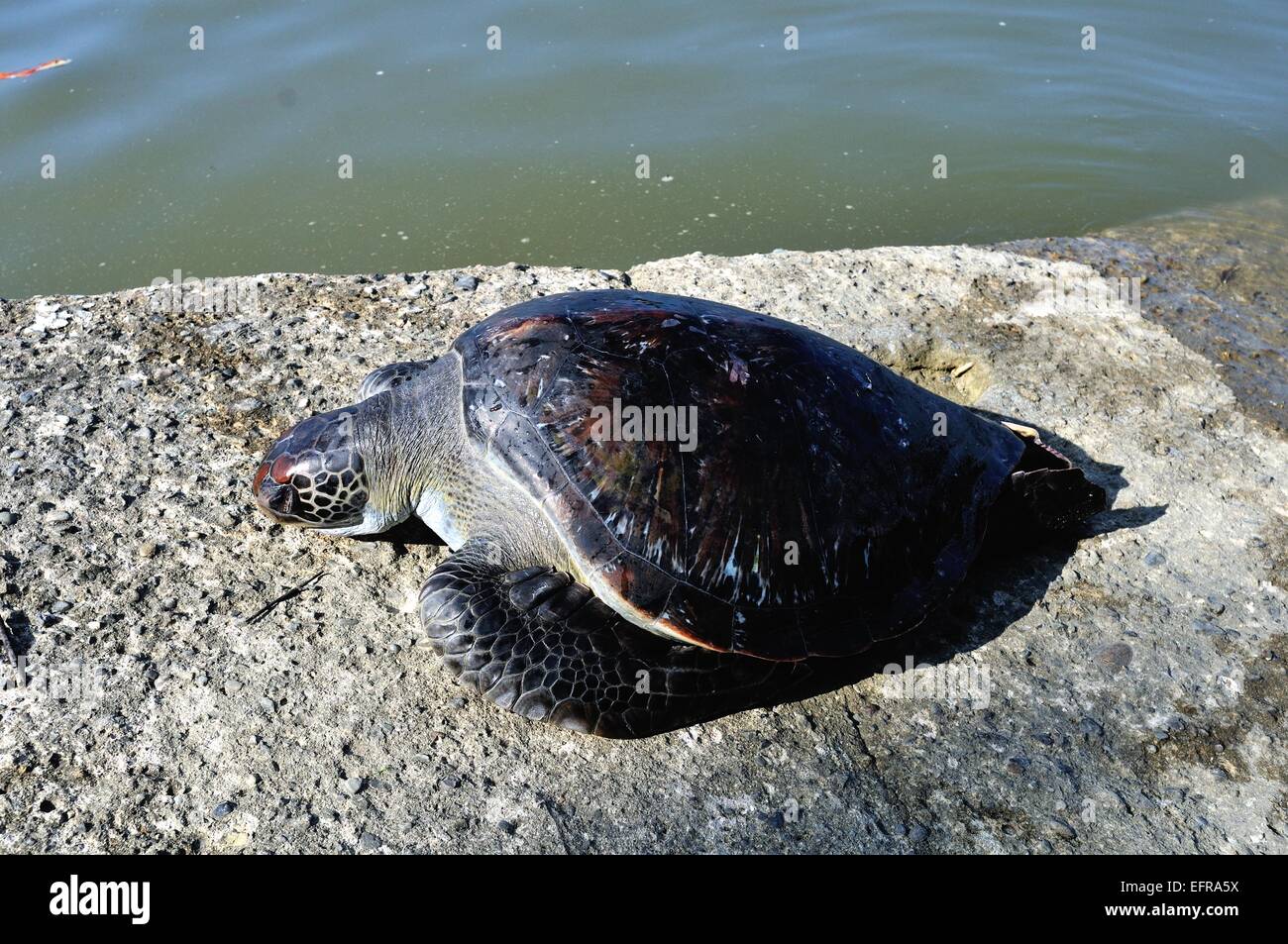 Stranded turtle - Dock in PUERTO PIZARRO. Department of Tumbes .PERU ...
