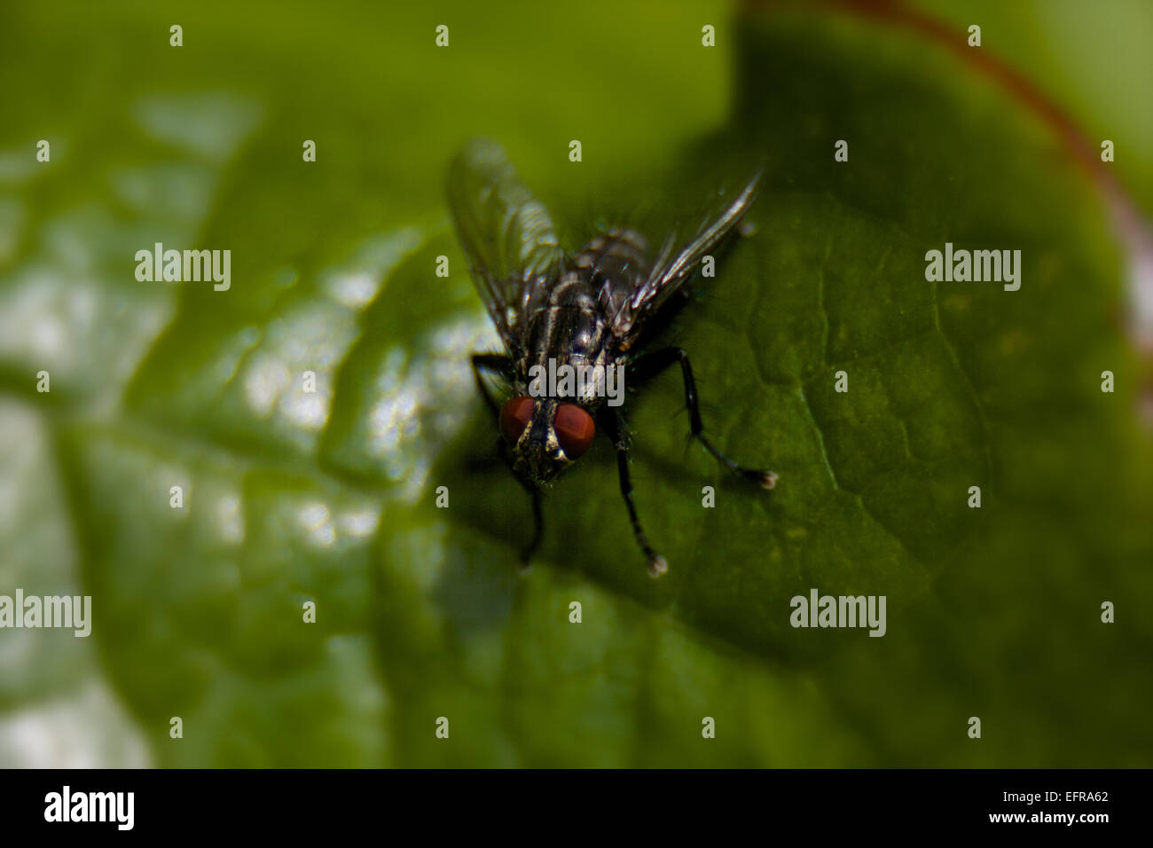 Wings buzzing hi-res stock photography and images - Alamy