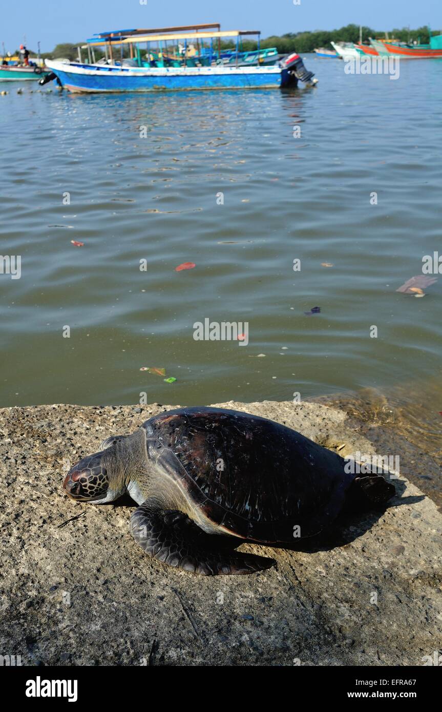 Stranded turtle - Dock in PUERTO PIZARRO. Department of Tumbes .PERU ...