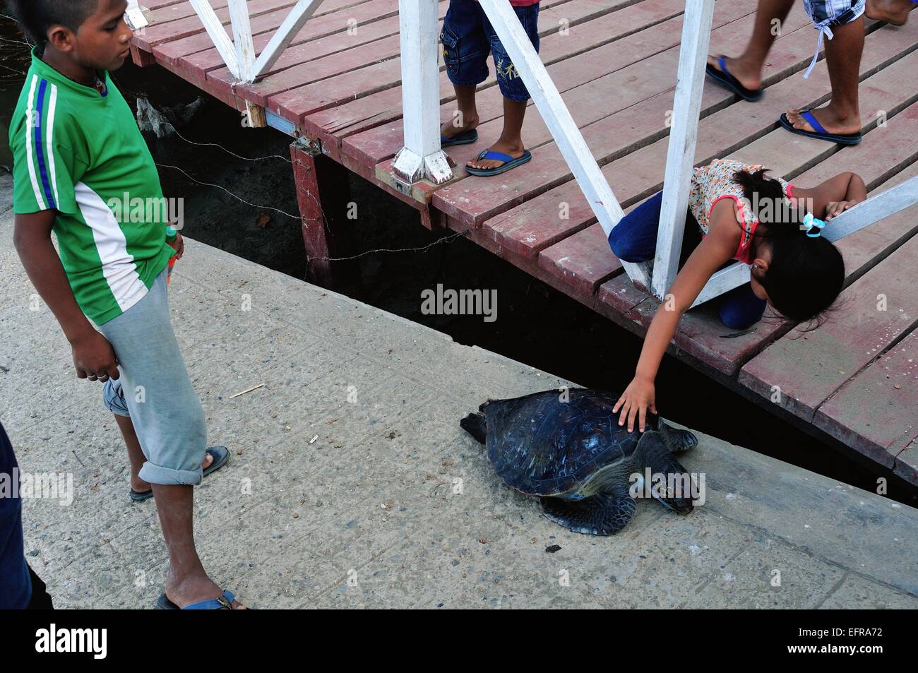 Stranded turtle - Dock in PUERTO PIZARRO. Department of Tumbes .PERU ...