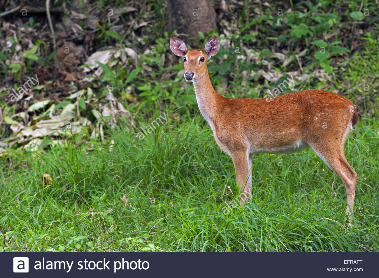 Asian Deer Species High Resolution Stock Photography and Images - Alamy