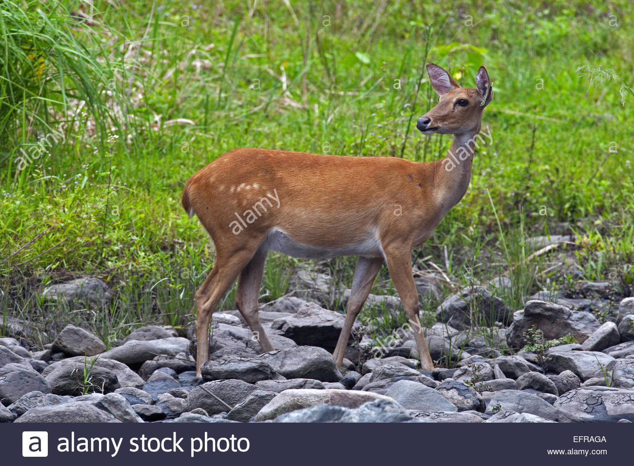 Asian Deer Species High Resolution Stock Photography and Images - Alamy