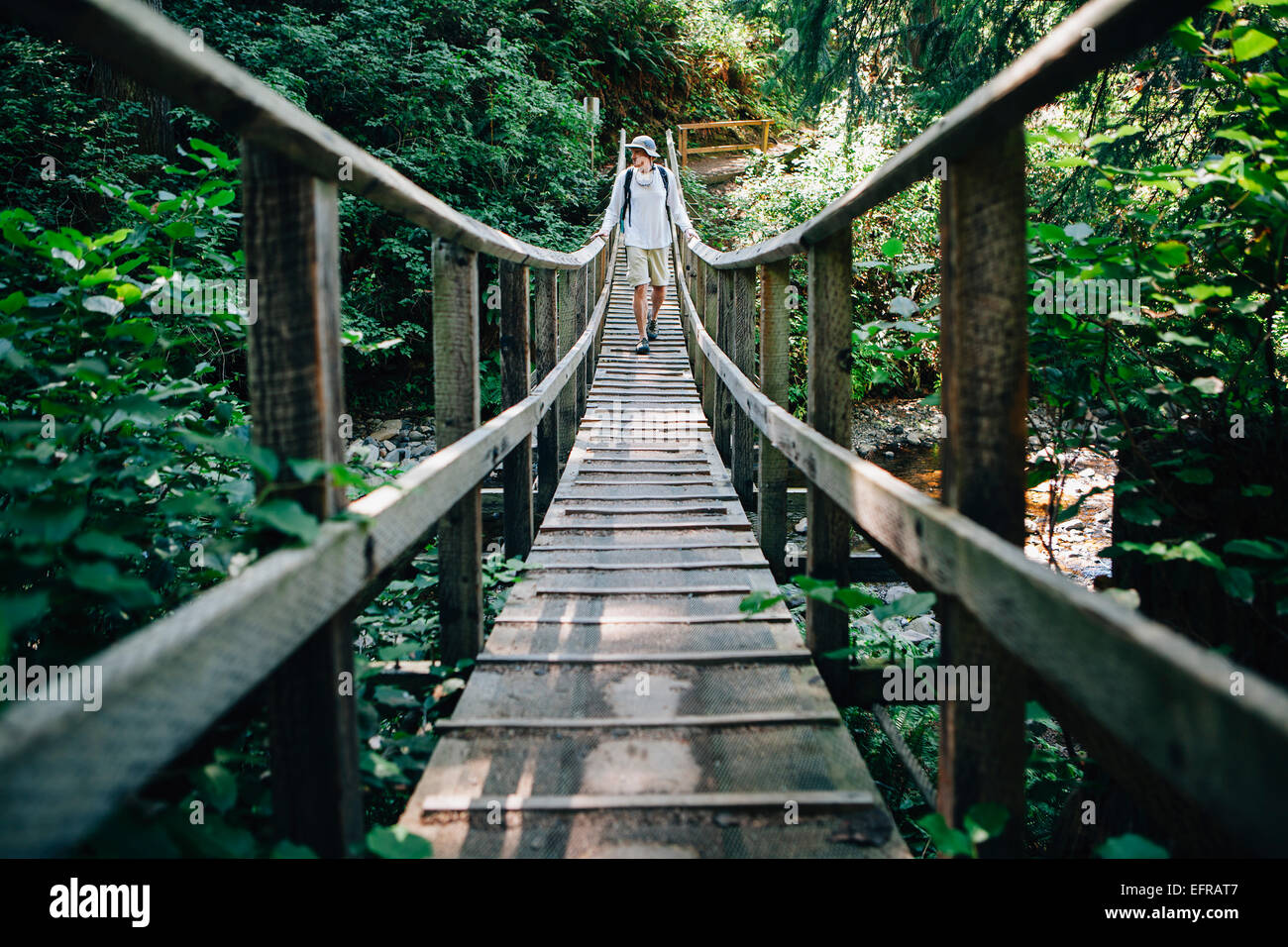 Man walking across small foot bridge in lush temperate rainforest ...