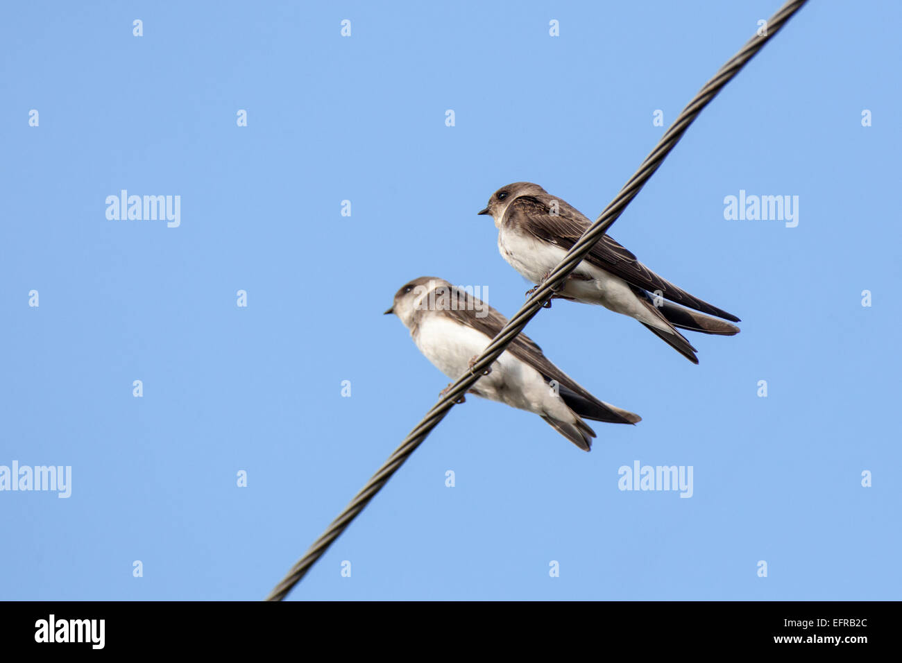 Sand martin bird hi-res stock photography and images - Alamy