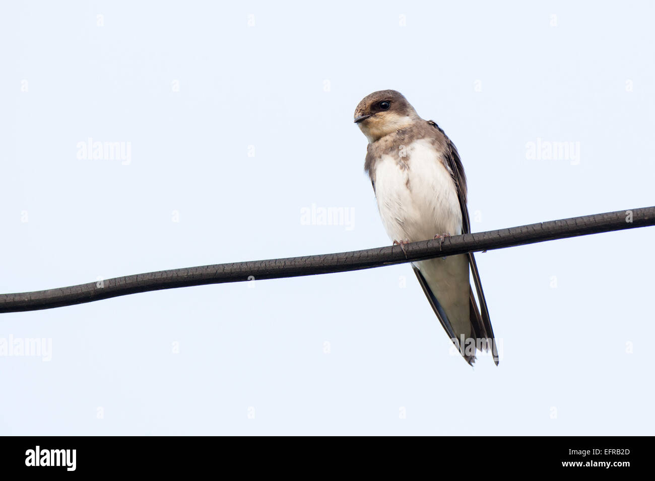 Sand Martin (Riparia riparia).Wild bird in a natural habitat Stock ...