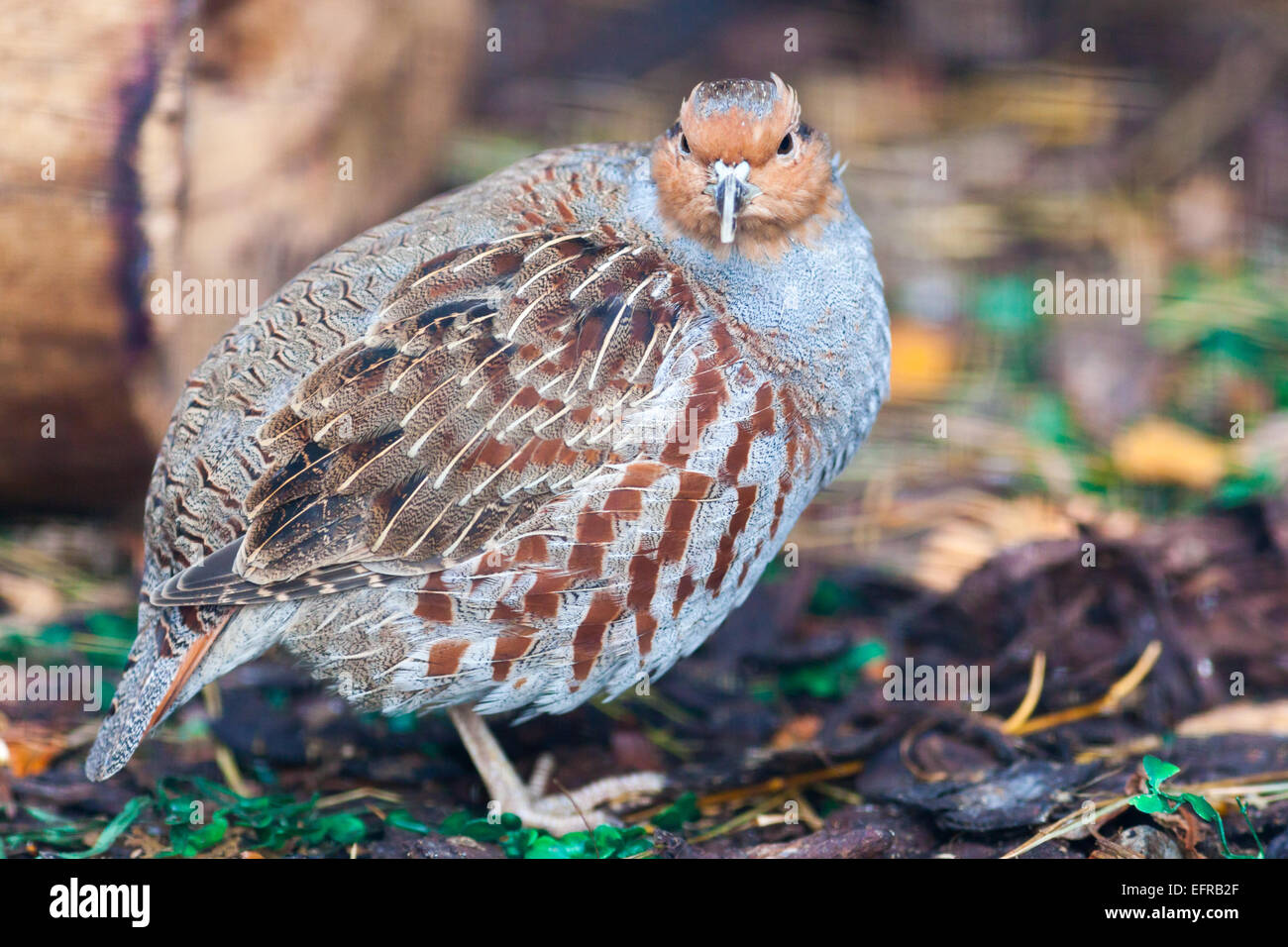 Partridge (Perdix perdix). Russia, The Moscow Zoo Stock Photo - Alamy