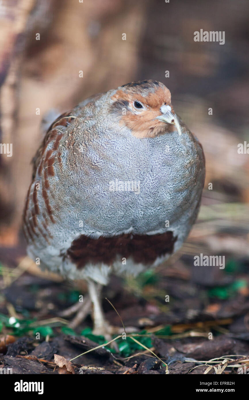 Partridge (Perdix perdix). Russia, The Moscow Zoo Stock Photo - Alamy