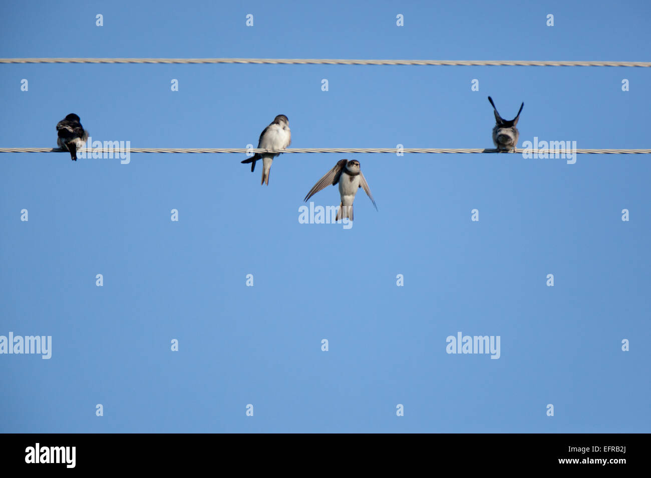Sand Martin (Riparia riparia).Wild bird in a natural habitat Stock ...