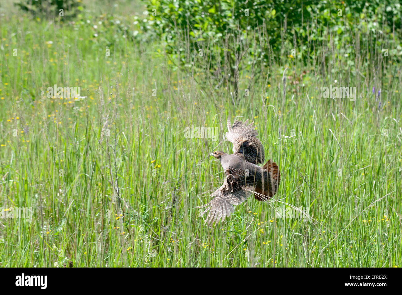Flying partridge hi-res stock photography and images - Alamy